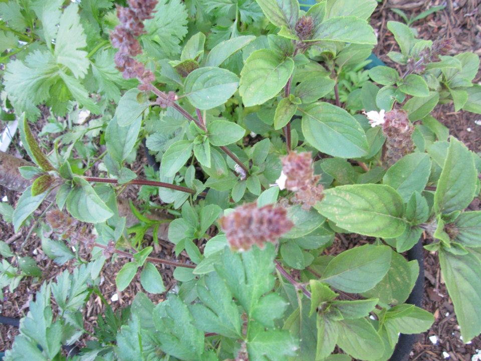 Beautiful, Healthy Basil - Lisa's Landscape & Design