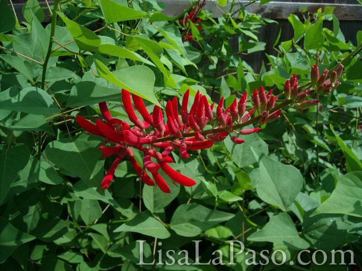 "Fireman's Cap" Coral Bean (Erythrina x bidwillii) - Lisa's Landscape ...