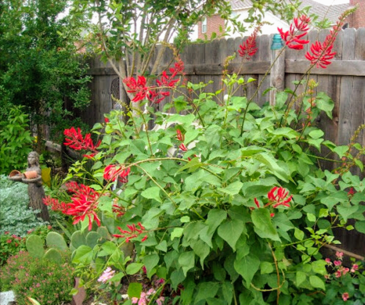 “Fireman’s Cap” Coral Bean (Erythrina x bidwillii) - Lisa's Landscape ...