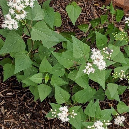 White Mistflower - Lisa's Landscape & Design