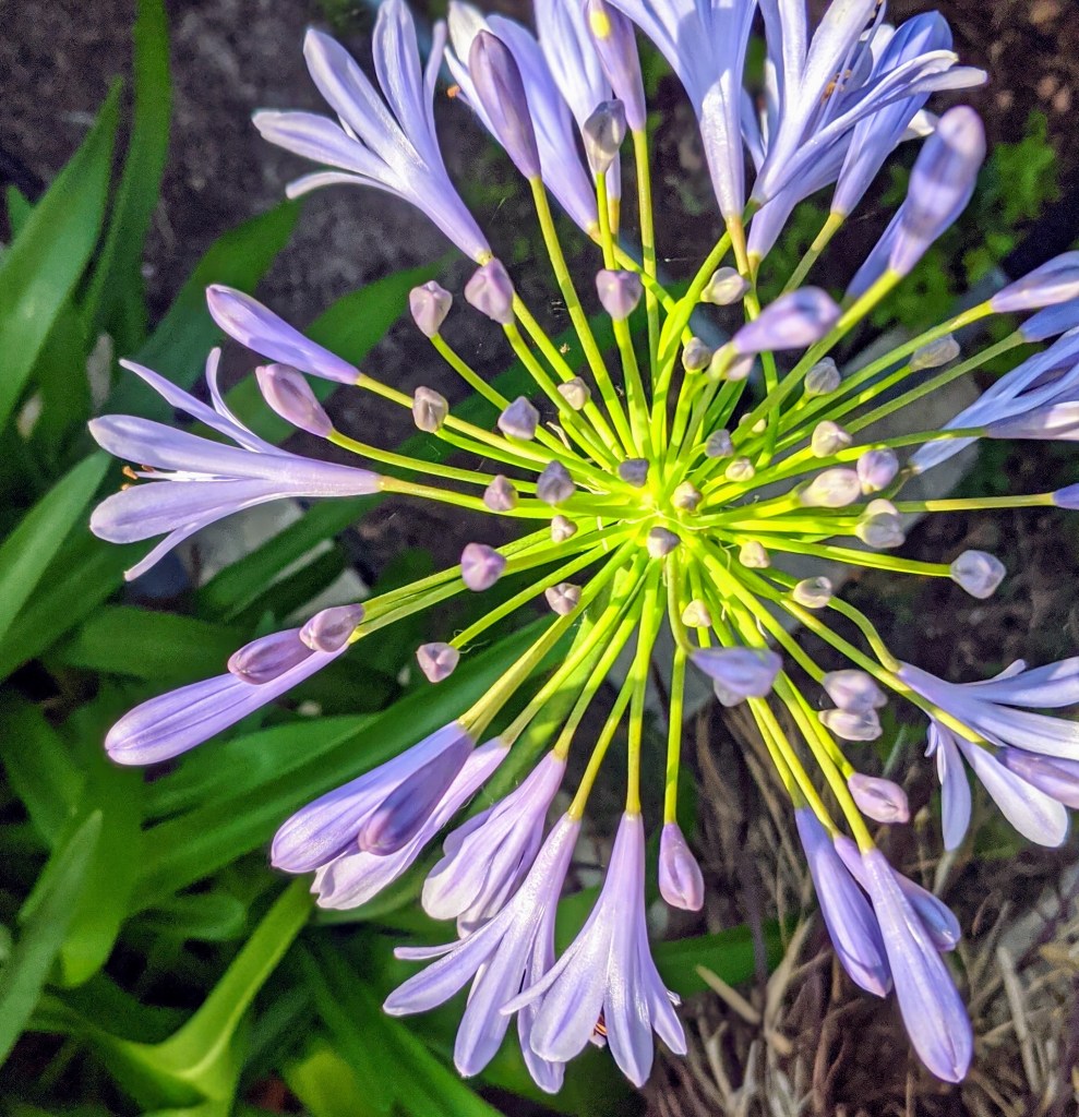 Blue Flowers for the Central Texas Landscape - Lisa's Landscape & Design