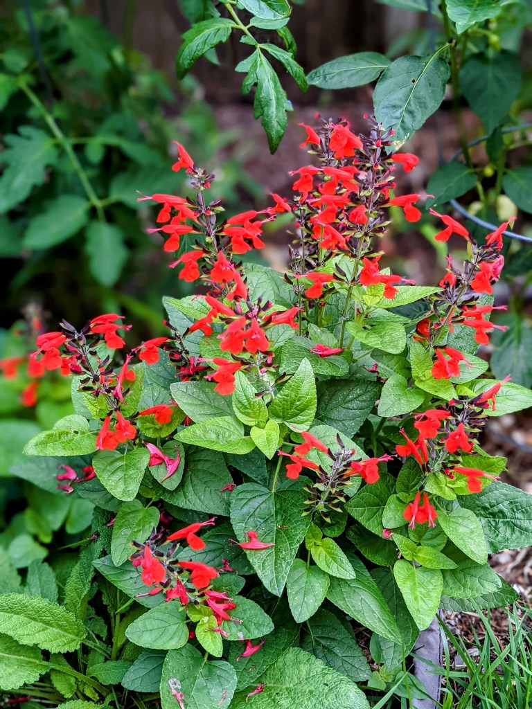 Tropical Sage, Salvia coccinea - Lisa's Landscape & Design
